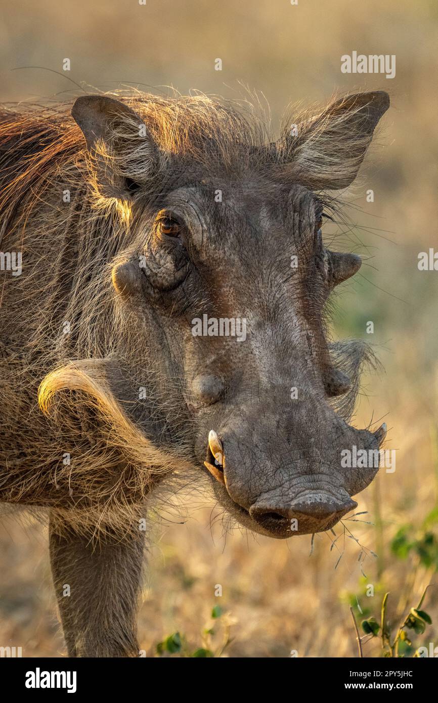 Close-up of common warthog standing watching camera Stock Photo - Alamy