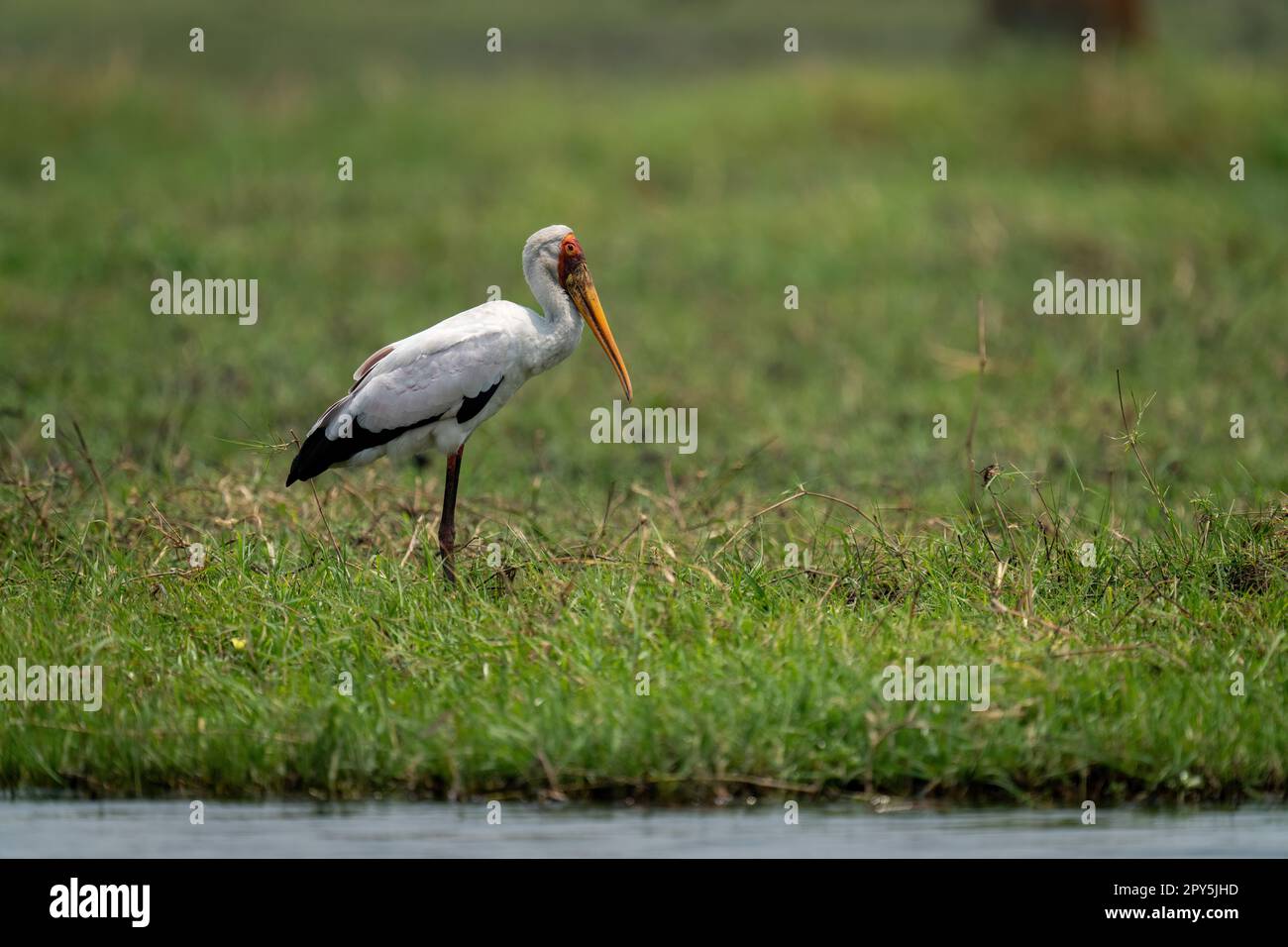 Yellow billed stork standing on hi-res stock photography and images - Alamy