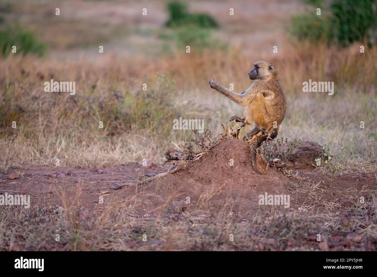 Monkey arm hi-res stock photography and images - Alamy