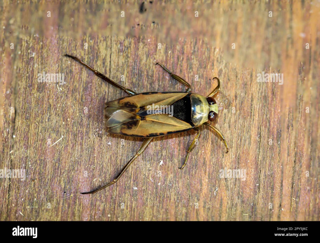 Close-up of a common backswimmer, a water bug, Notonecta glauca Stock ...