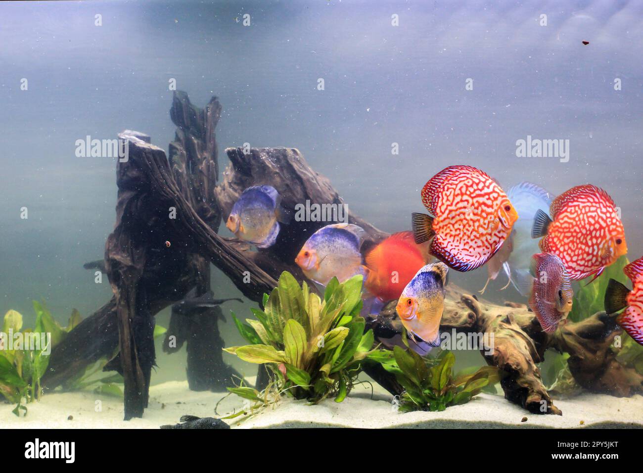 A group of discus fish in an Amazon Basin aquarium Stock Photo - Alamy