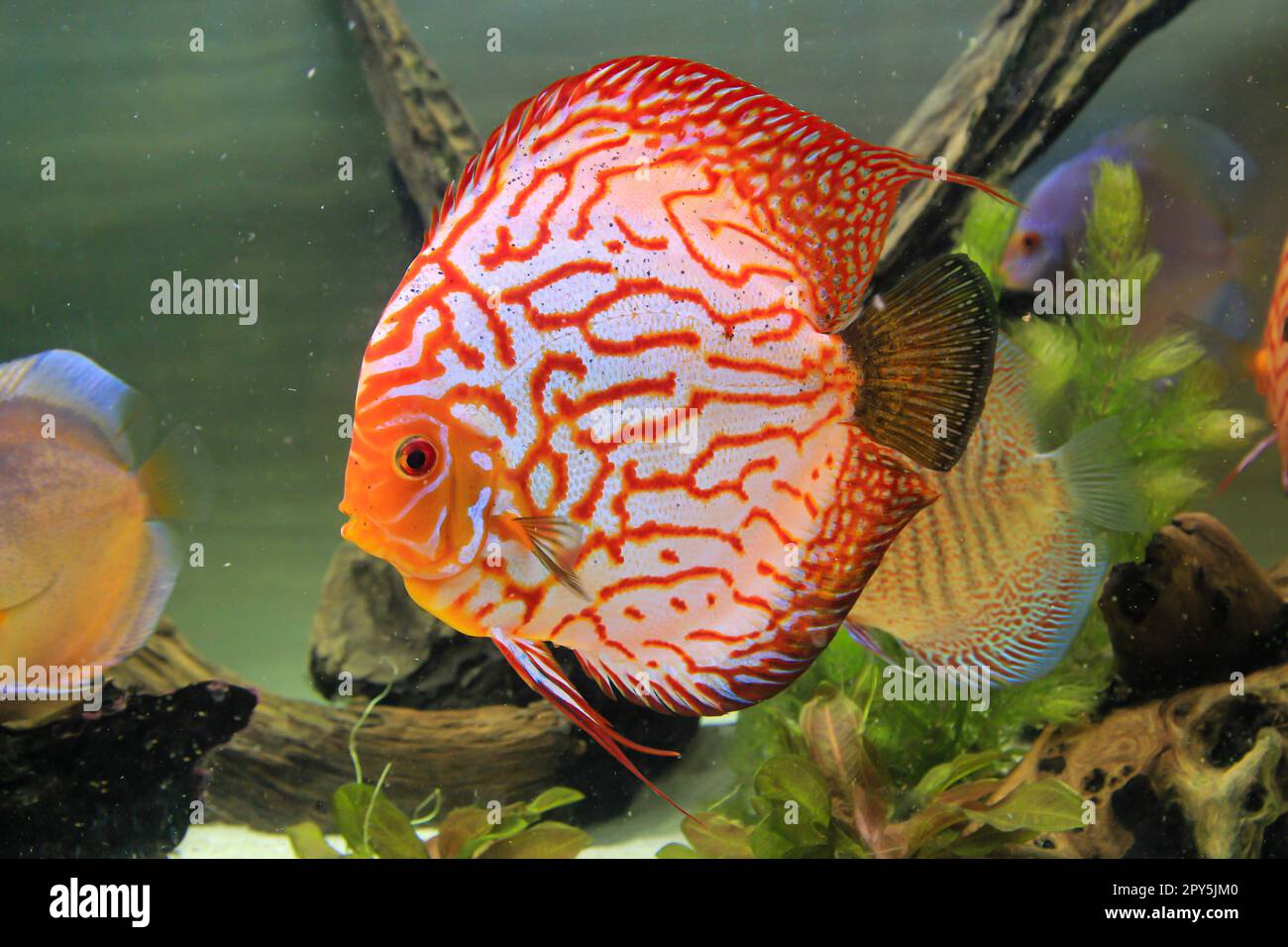 Portrait, close up of discus fish. Discus in aquarium. Amazon tank ...