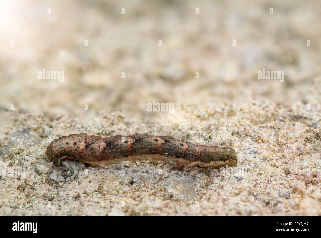 The caterpillar of a moth, frost moth on a stone. A butterfly ...