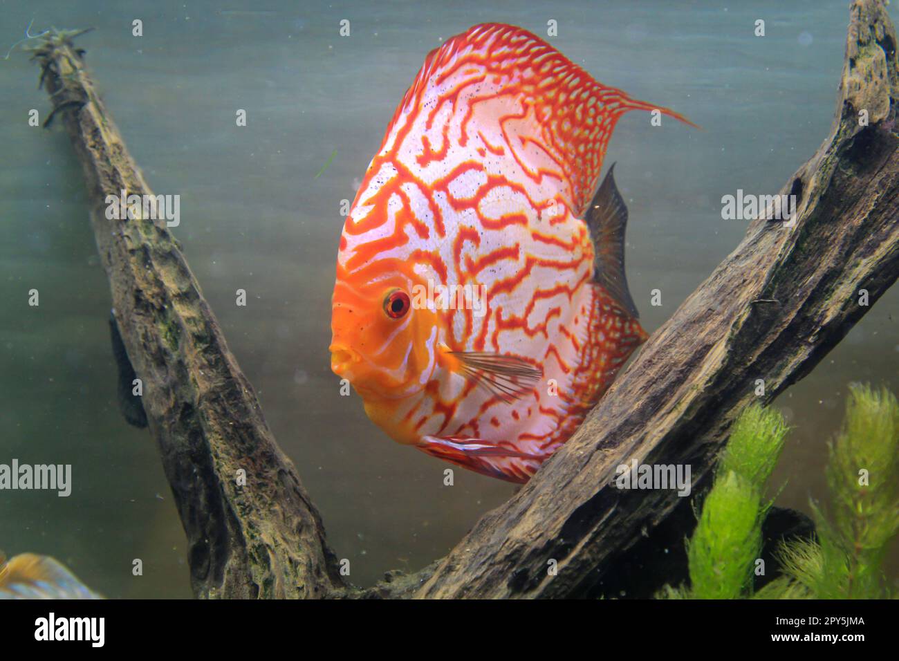 Portrait, close up of discus fish. Discus in aquarium. Amazon tank ...