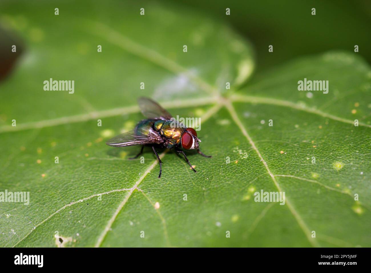 Gold bug hi-res stock photography and images - Alamy