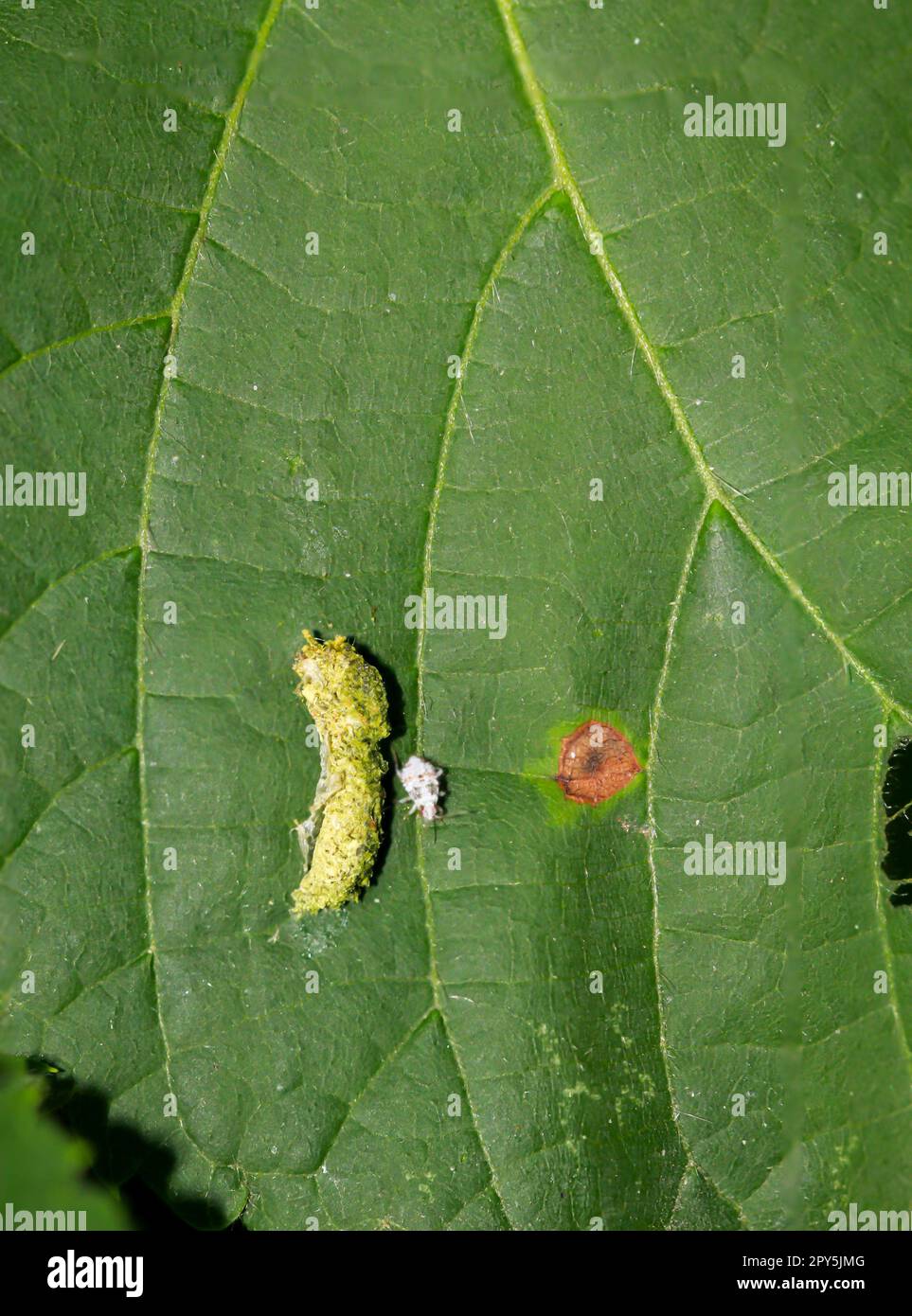 Some kind of legacy of an insect. Looks caterpillar-like Stock Photo ...