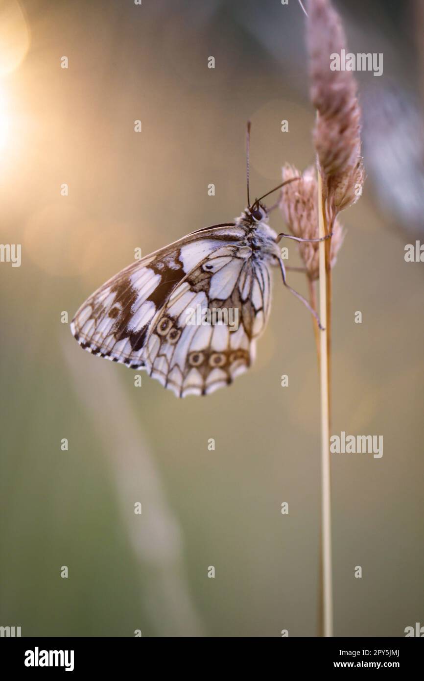 Butterfly checkerboard butterfly in a flower meadow hi-res stock ...