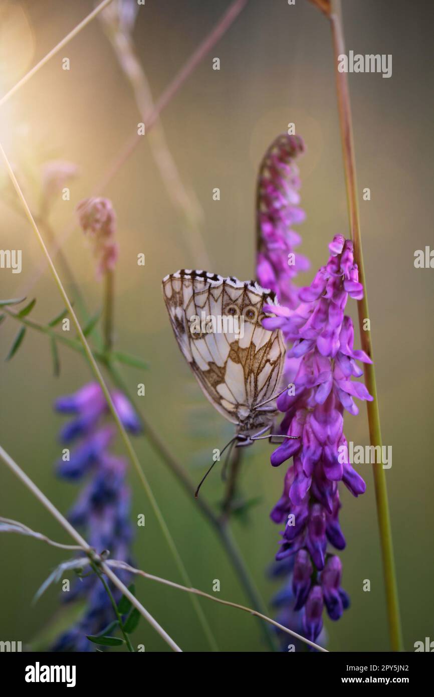 Butterfly checkerboard butterfly in a flower meadow hi-res stock ...
