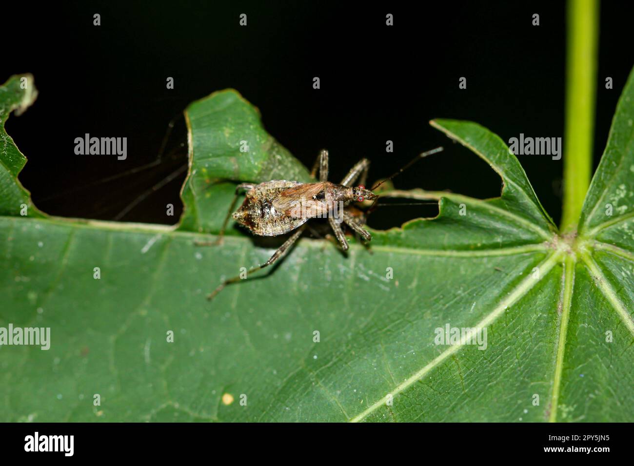 A longhorn bush predator Himacerus apterus on a plant Stock Photo - Alamy