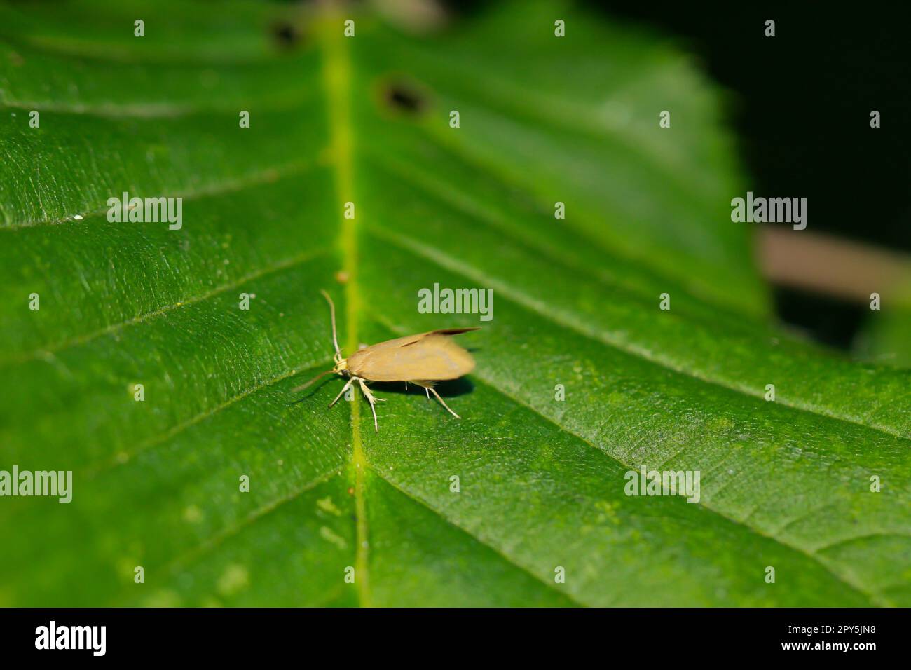 A fruit tree rot moth on a leaf of a tree Stock Photo - Alamy