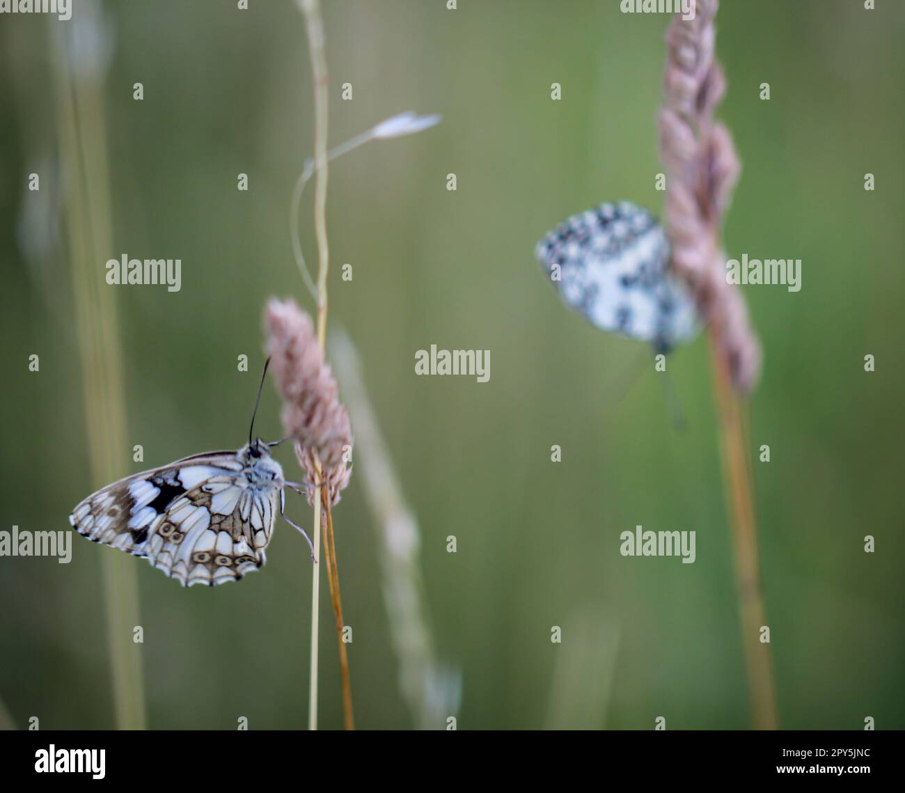 Red and white checkerboard hi-res stock photography and images - Alamy