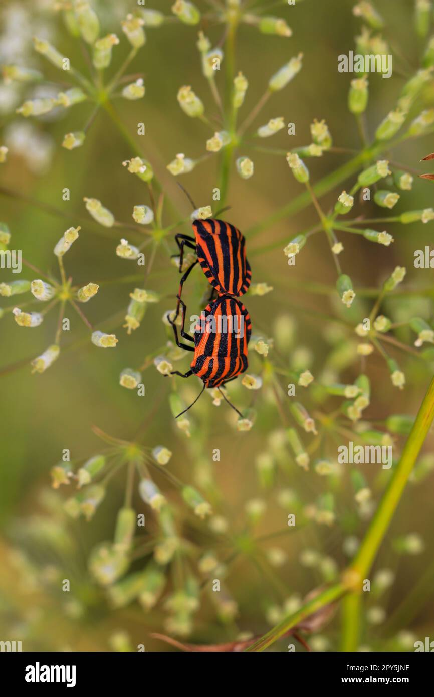 Two red striped bugs mating on a plant Stock Photo - Alamy