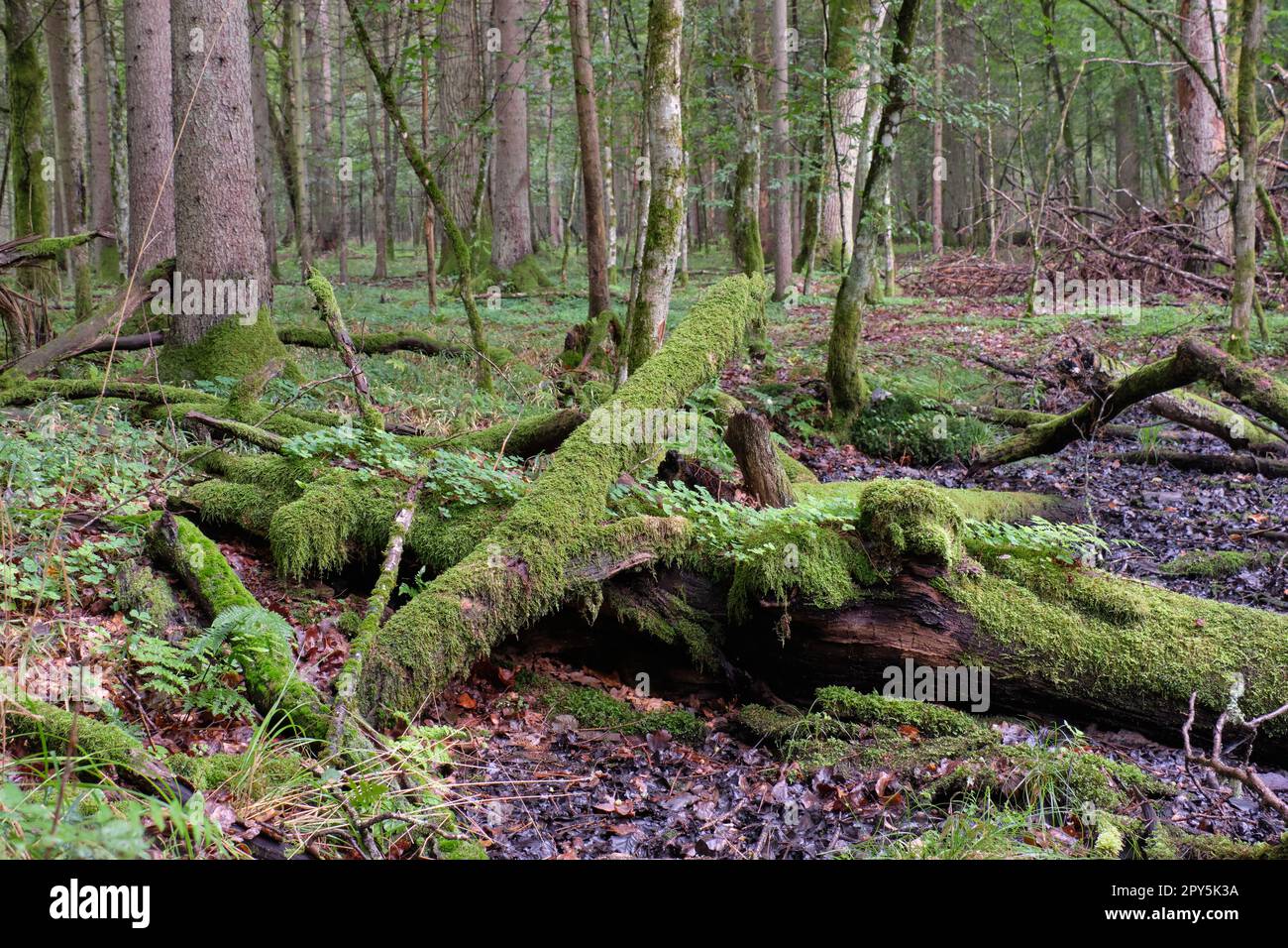 Forest deciduous trees moss hi-res stock photography and images - Alamy