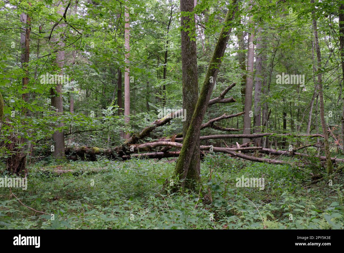 Alder tree deciduous stand Stock Photo - Alamy