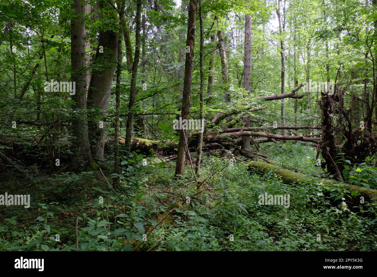 Alder tree deciduous stand Stock Photo - Alamy