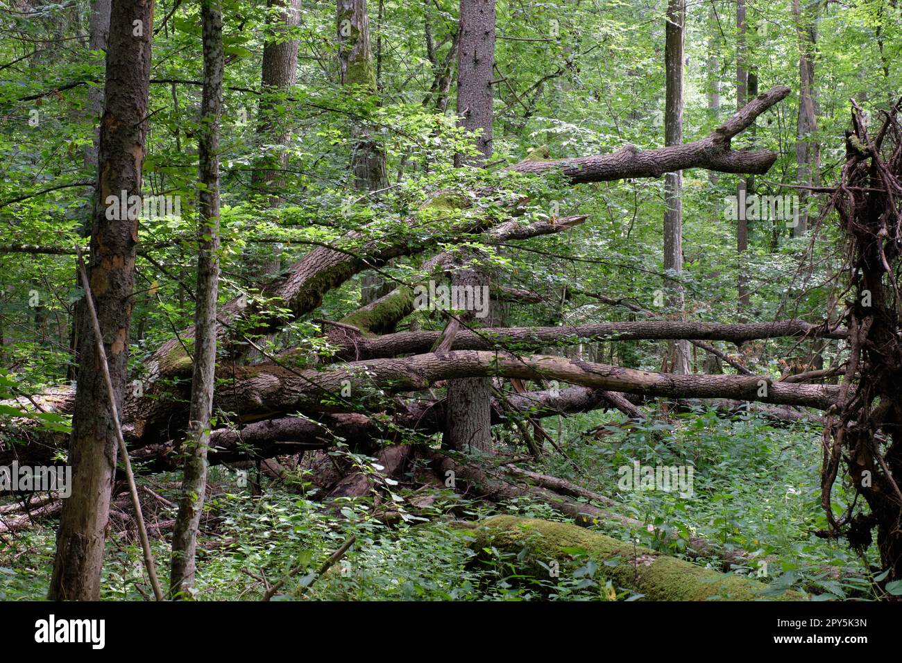 Woods alder tree hi-res stock photography and images - Alamy