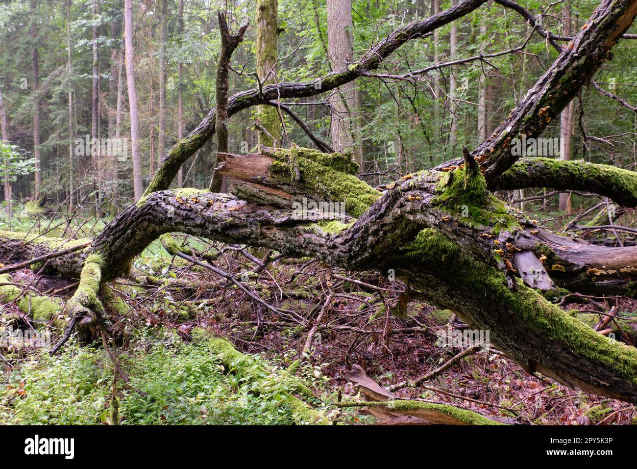 Forest deciduous trees moss hi-res stock photography and images - Alamy