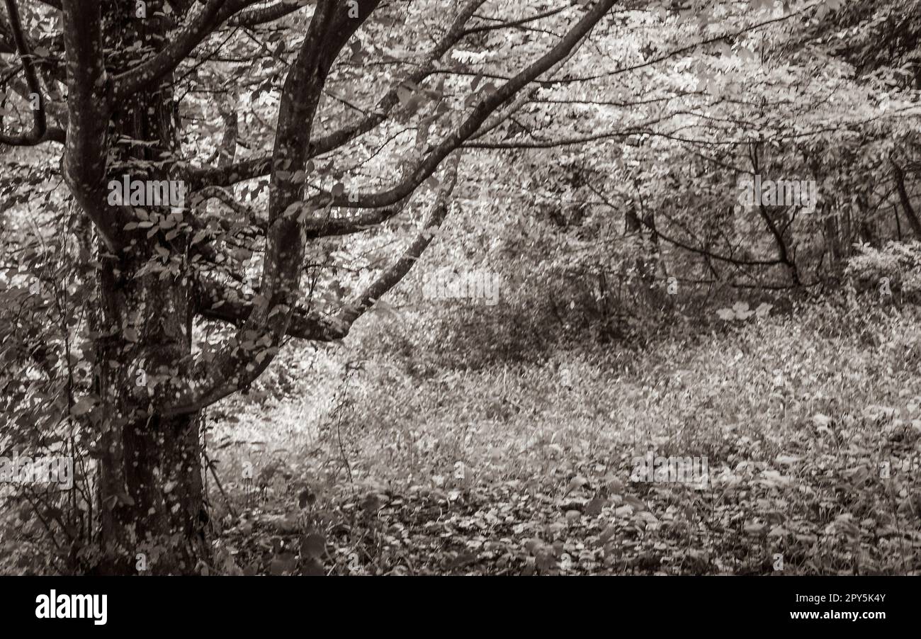 Old big tree in the forest Plitvice Lakes National Park Stock Photo - Alamy