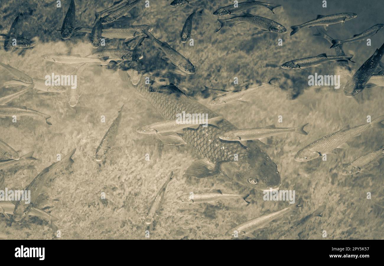 Plitvice Lakes National Park fish underwater in clear water Croatia ...