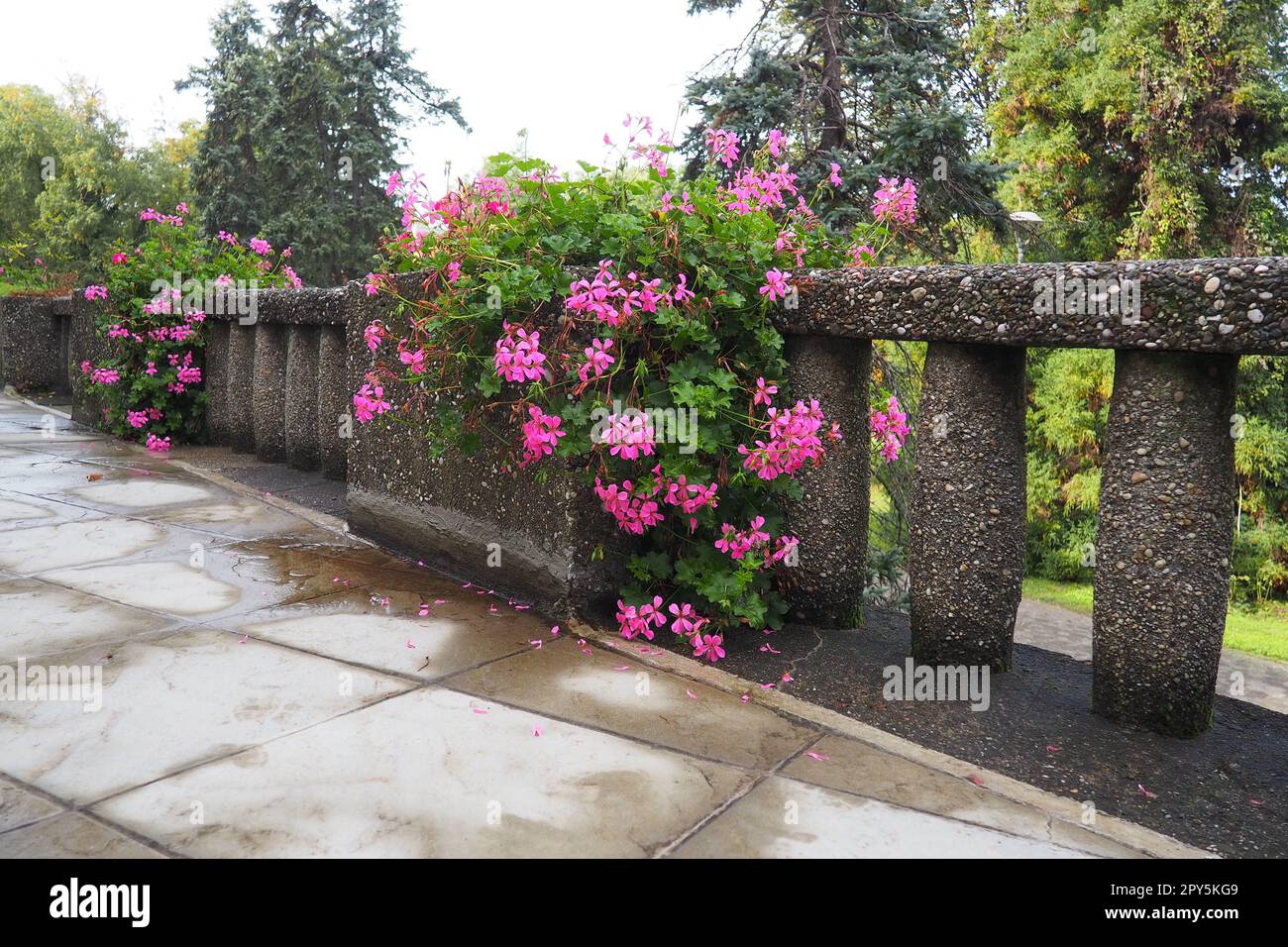 Blooming pink ivy geranium pelargonium, vertical design of landscaping ...