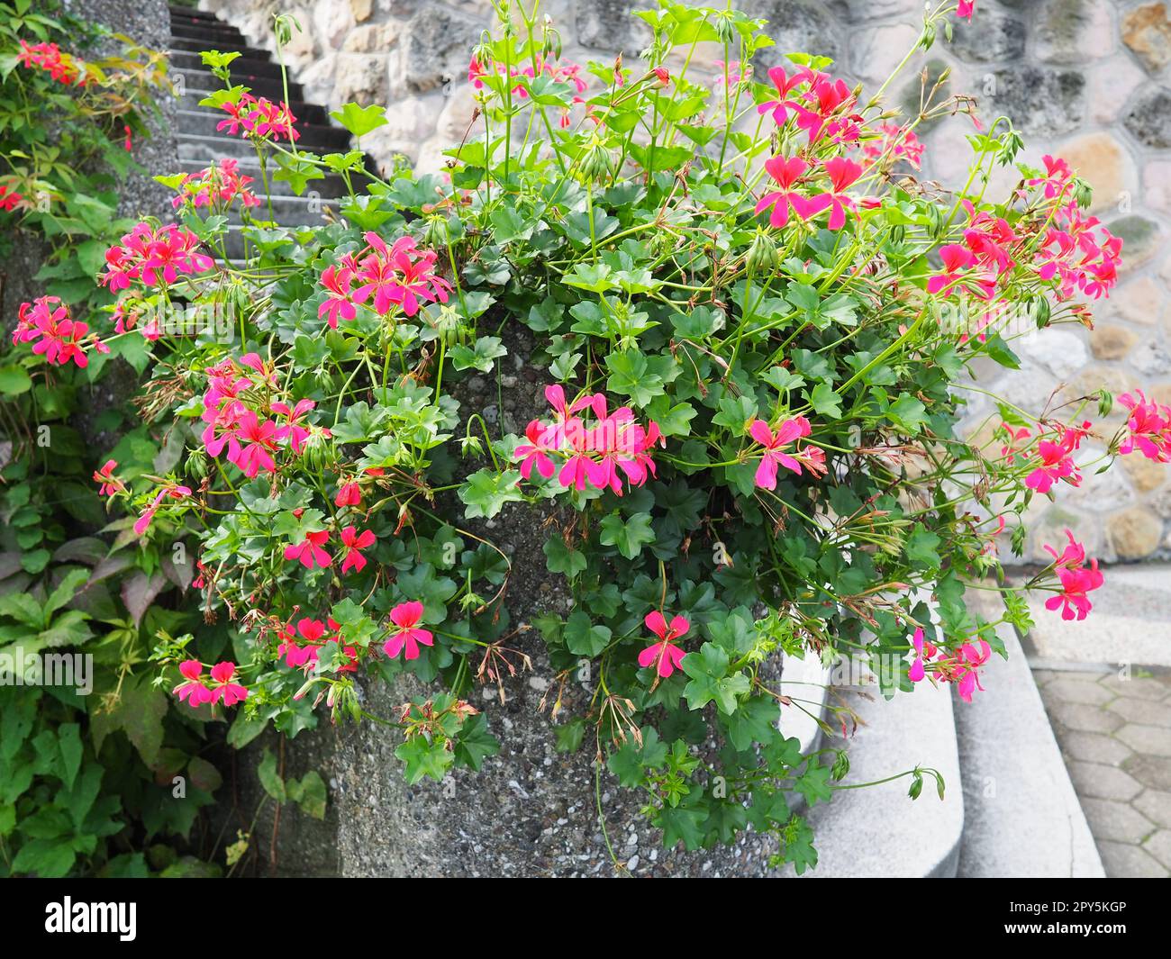 Blooming pink ivy geranium pelargonium, vertical design of landscaping ...