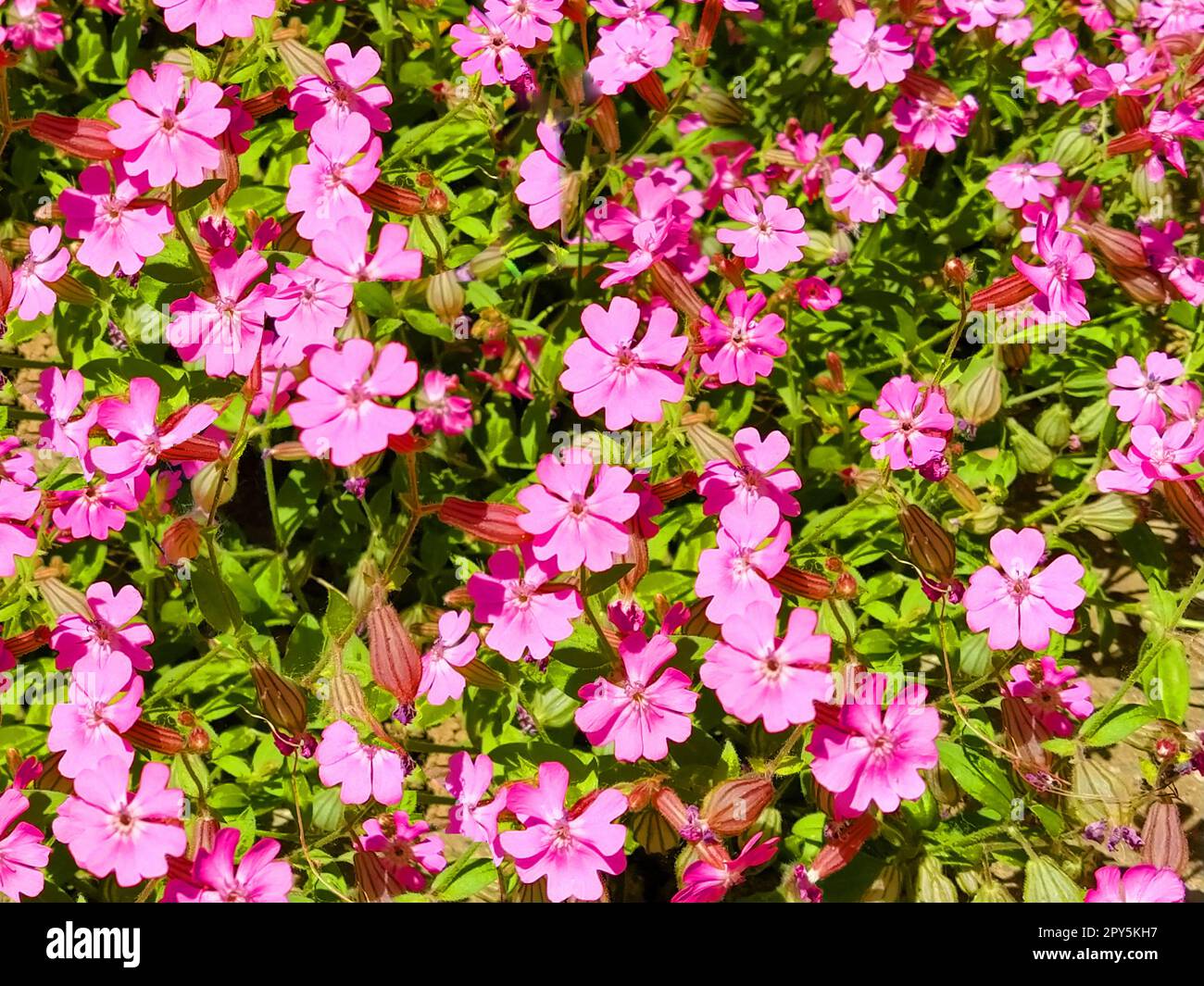 Phlox subulata is perennial herbaceous plant, a species of the genus ...