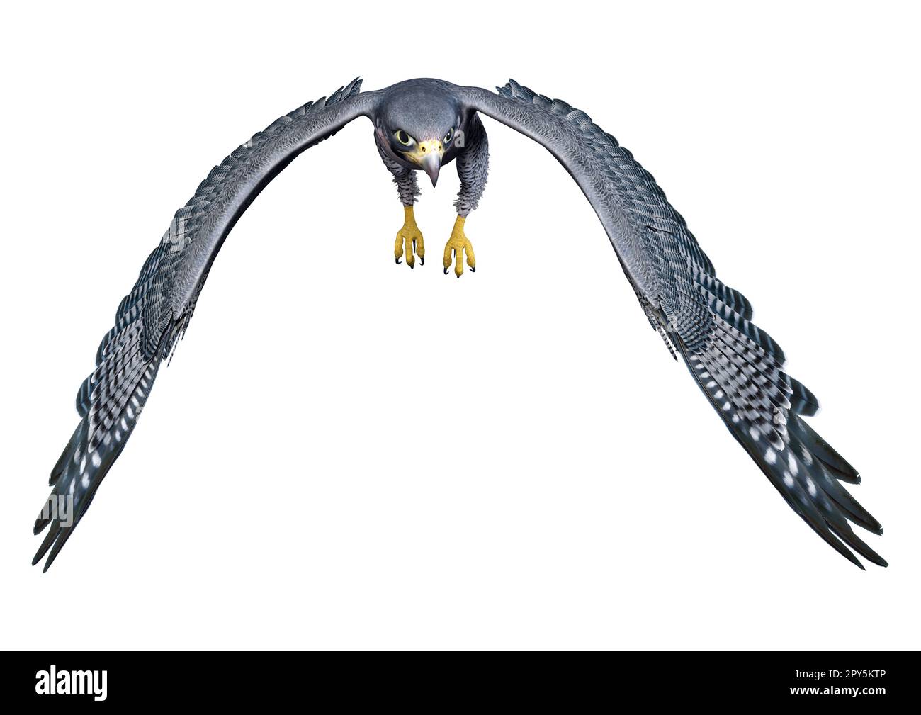 3D rendering of a falcon or bird of prey isolated on white background ...