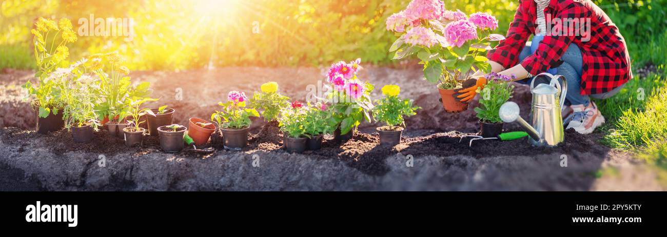 Sprout flower hi-res stock photography and images - Alamy