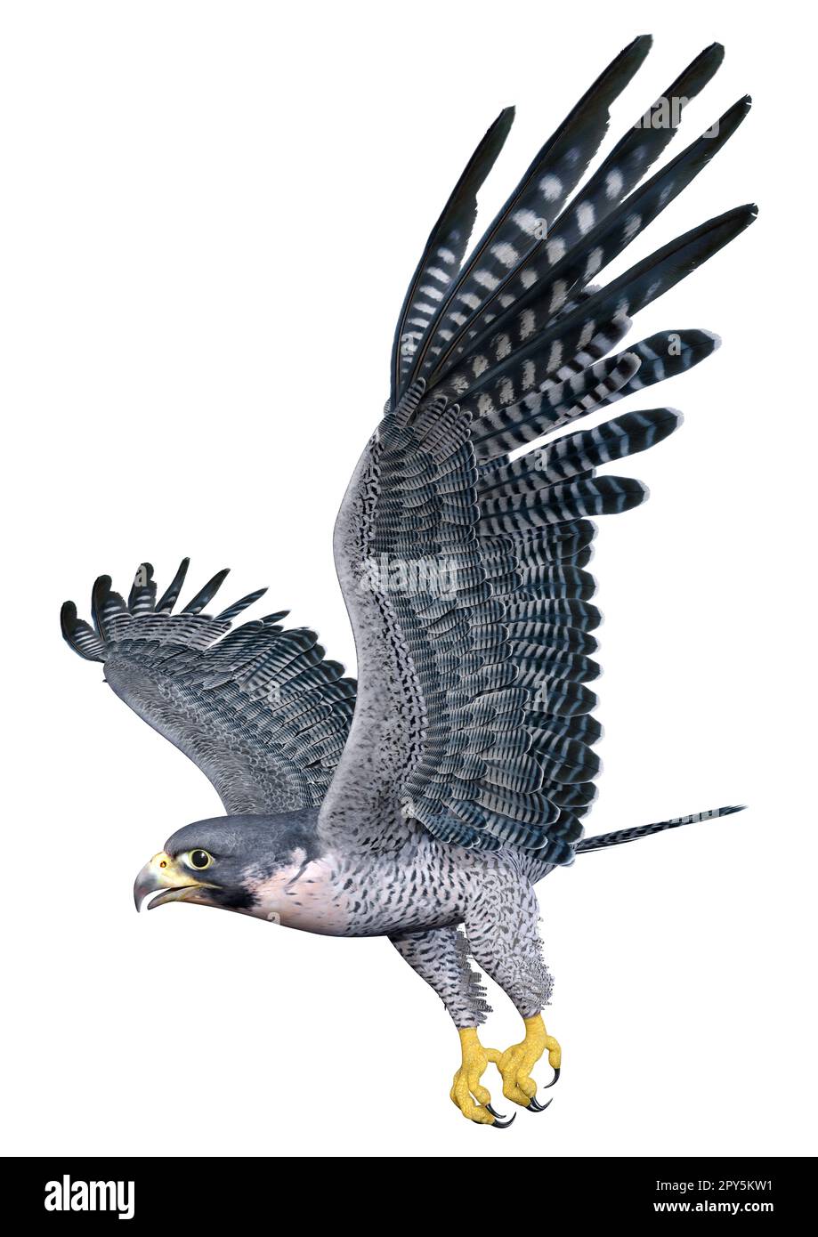 3D rendering of a falcon or bird of prey isolated on white background ...