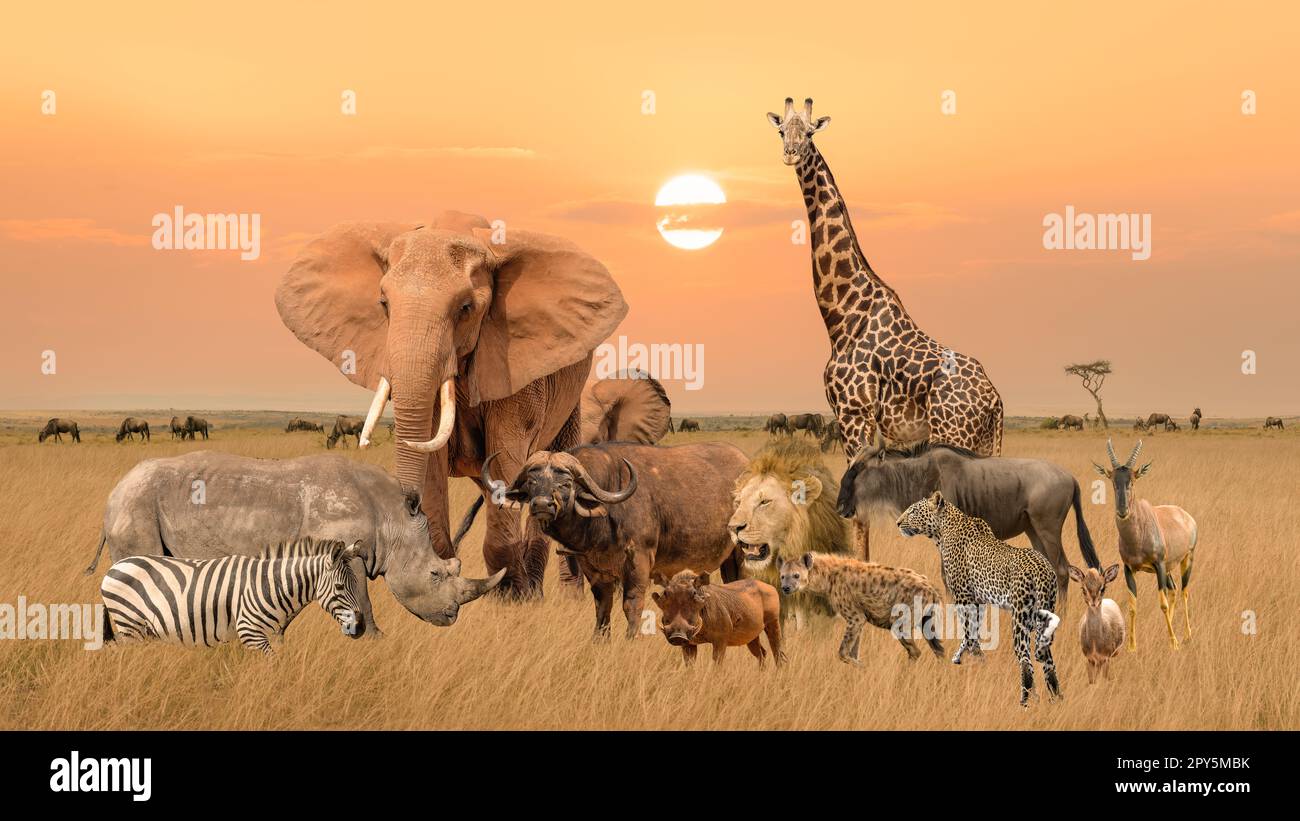 A herd of African animals grazing in a savanna at sunset Stock Photo ...
