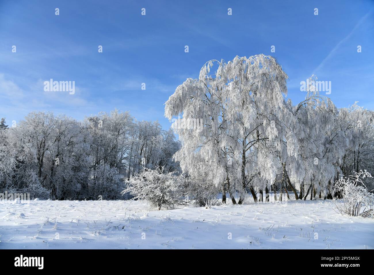 Winter landscape with snowy trees Stock Photo - Alamy
