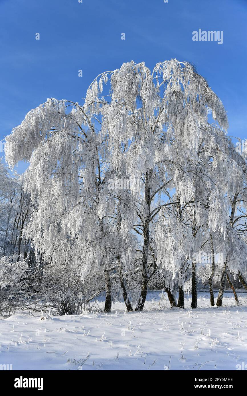 Winter landscape with snowy trees Stock Photo - Alamy