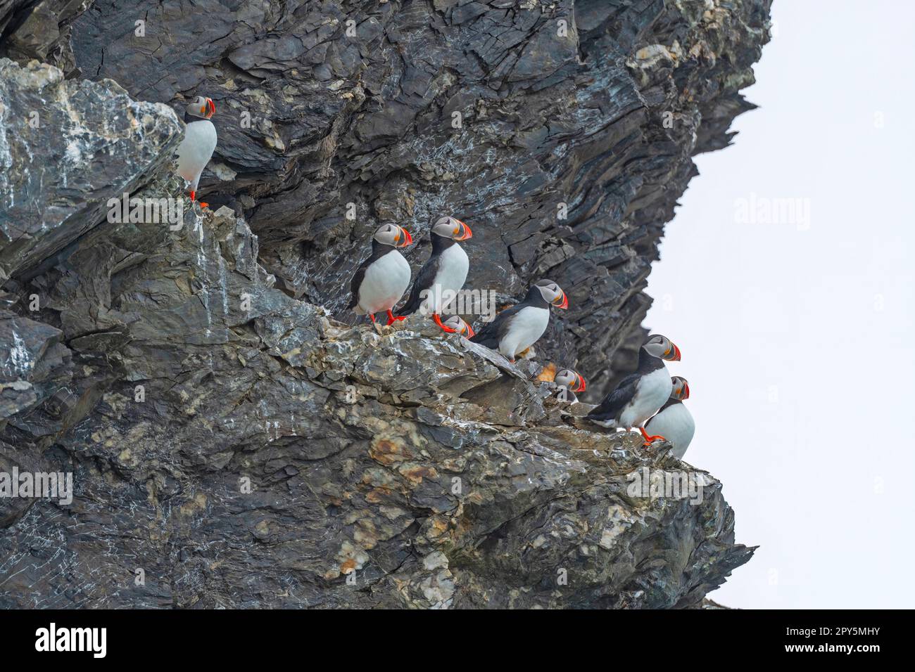 Puffin Colony Perched on a High Cliff Stock Photo - Alamy
