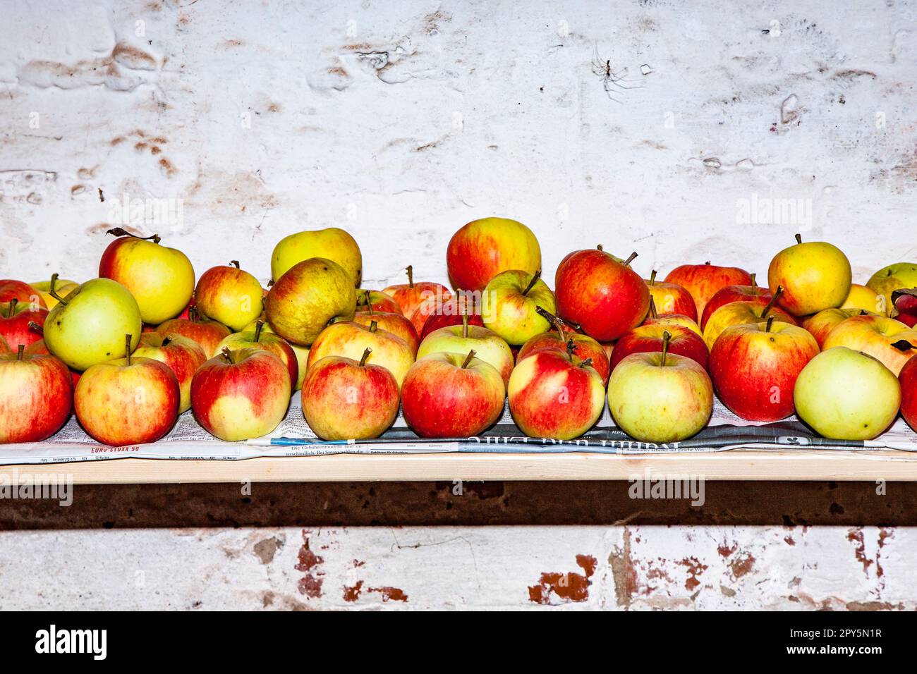 apples are stored in the cellar Stock Photo - Alamy