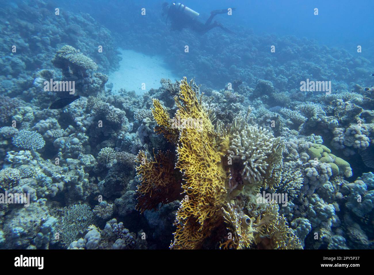 Single scuba diver with the equipment over colorful coral reef on the ...
