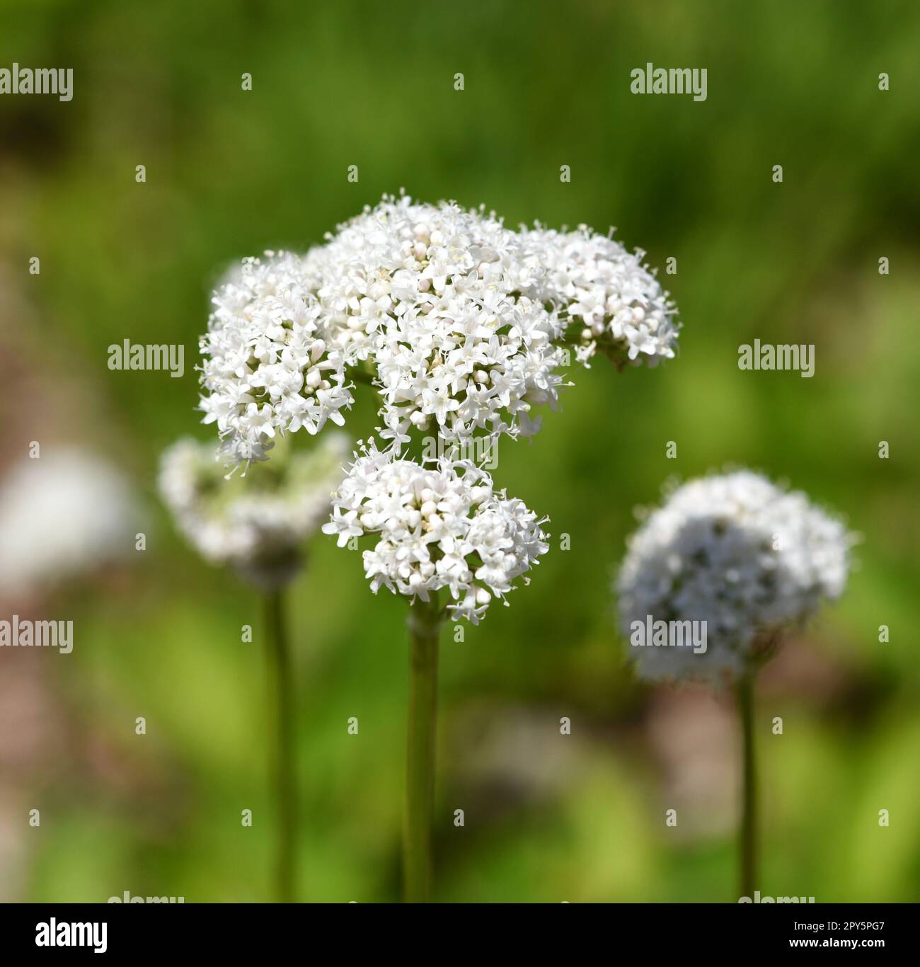 Plant valeriana officinalis hi-res stock photography and images - Alamy