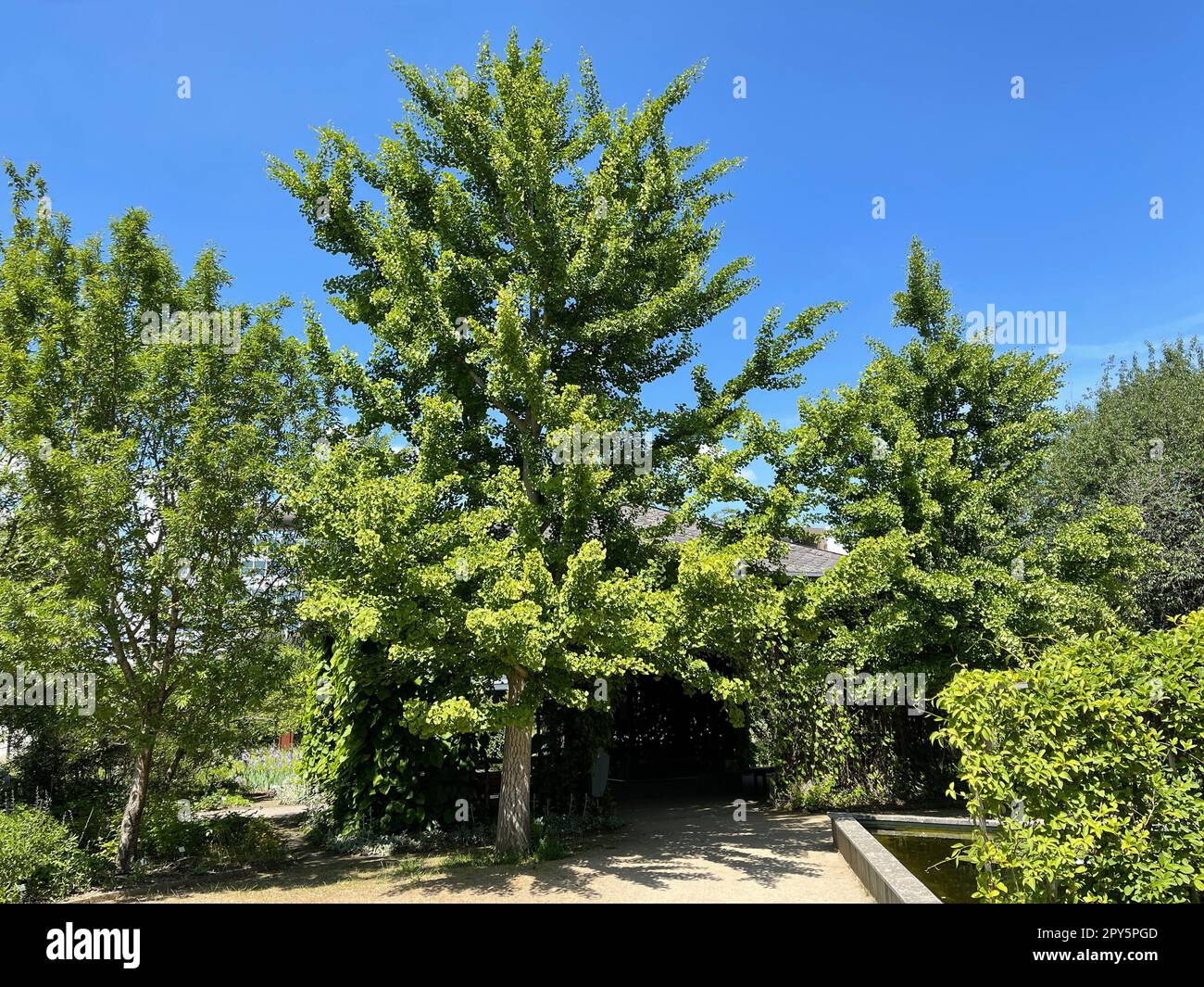 Worldwide plant species hi-res stock photography and images - Alamy