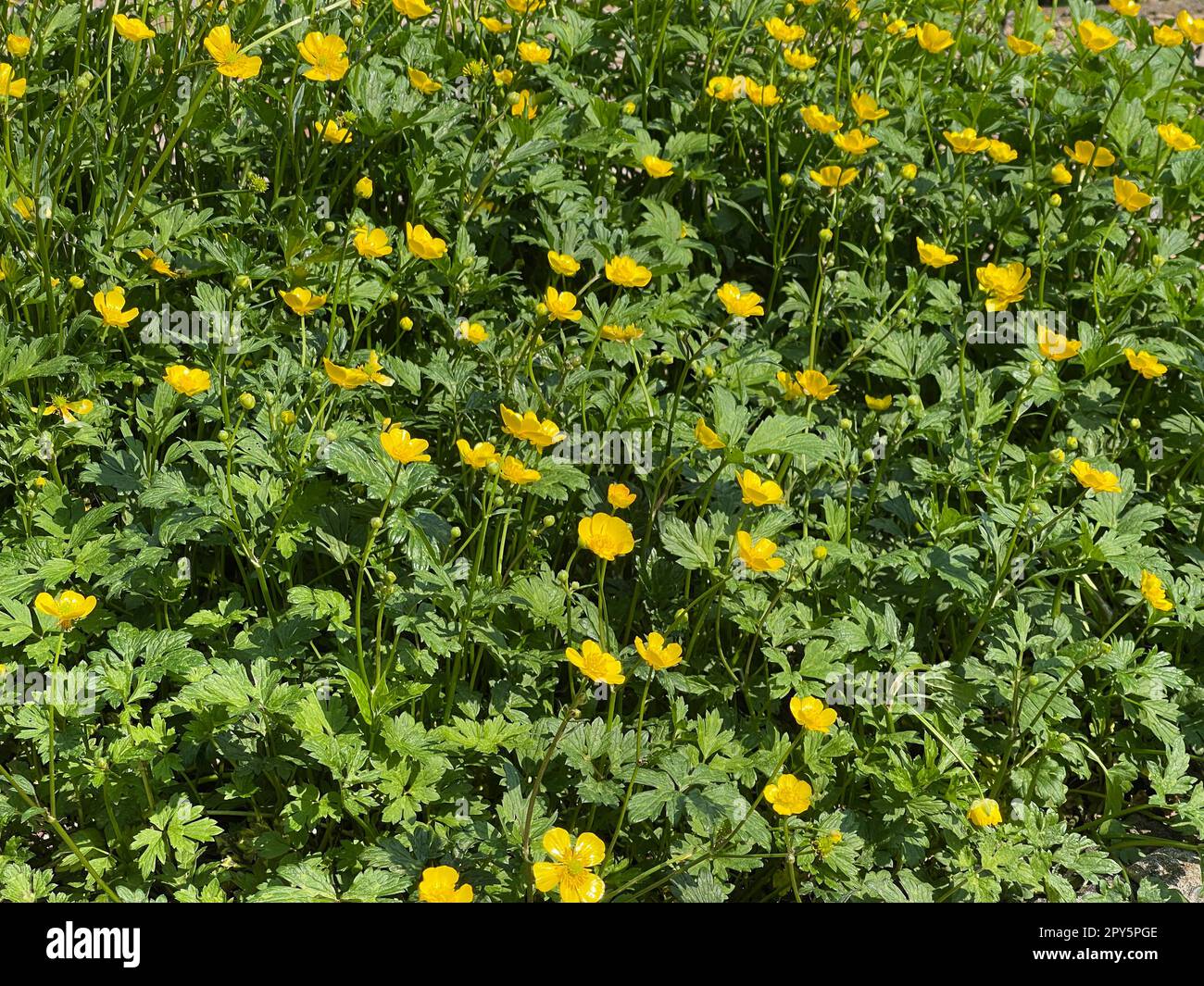 Buttercup Ranunculus acris Stock Photo - Alamy