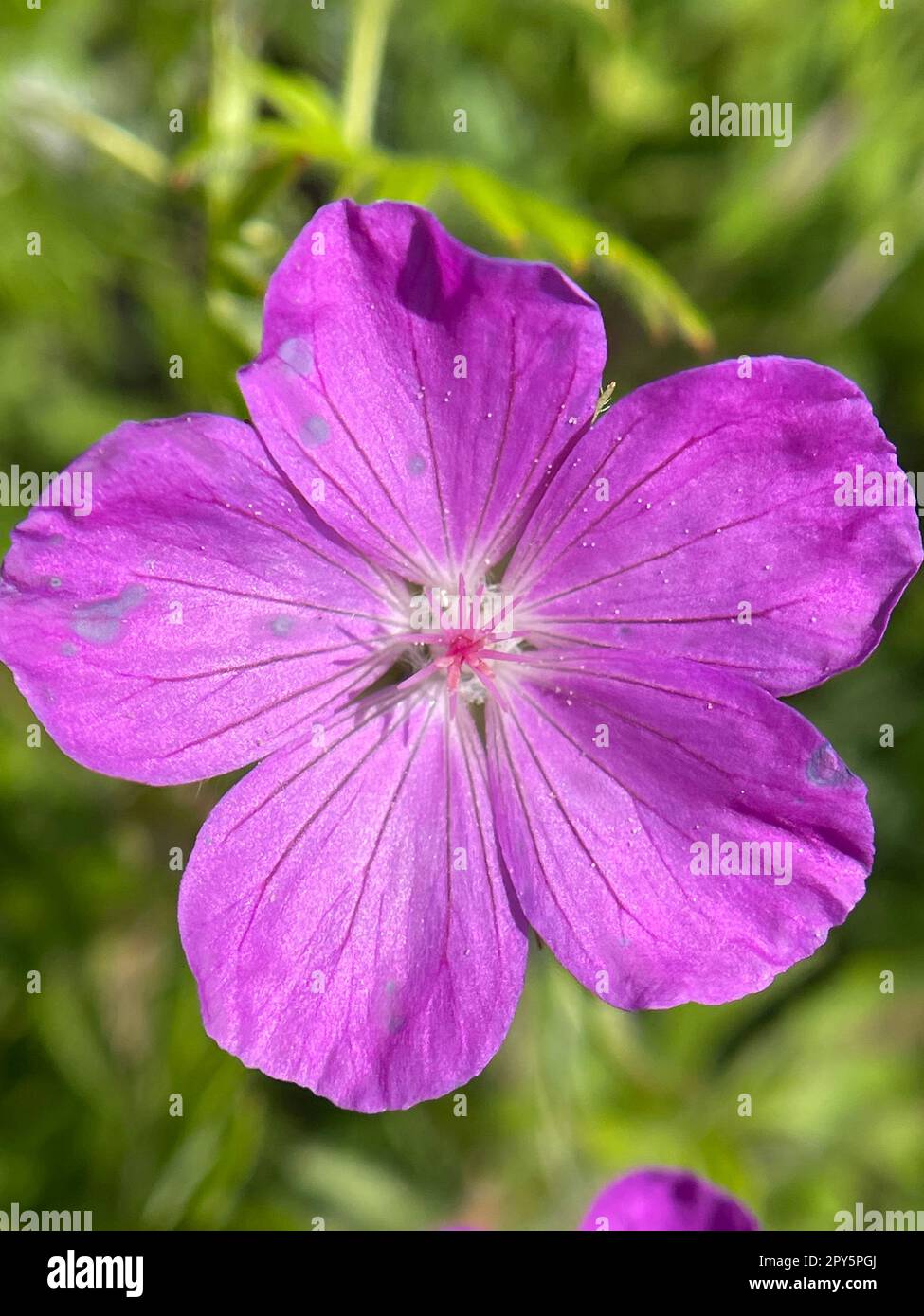 Blood Stork's Beak,Geranium,sanguineum Stock Photo - Alamy