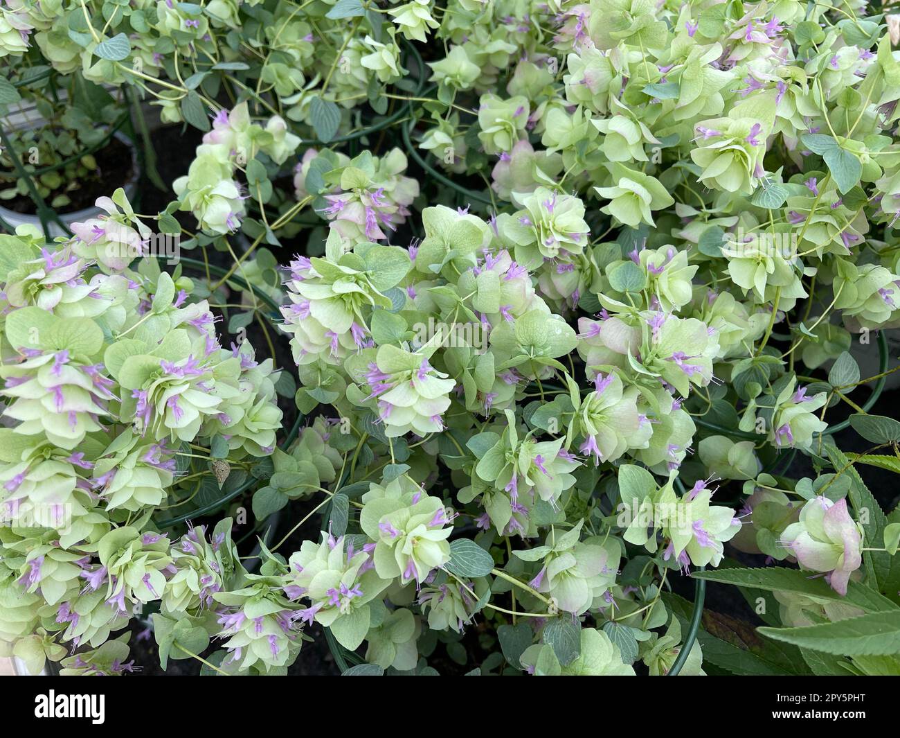 Origanum rotundifolium herb hi-res stock photography and images - Alamy