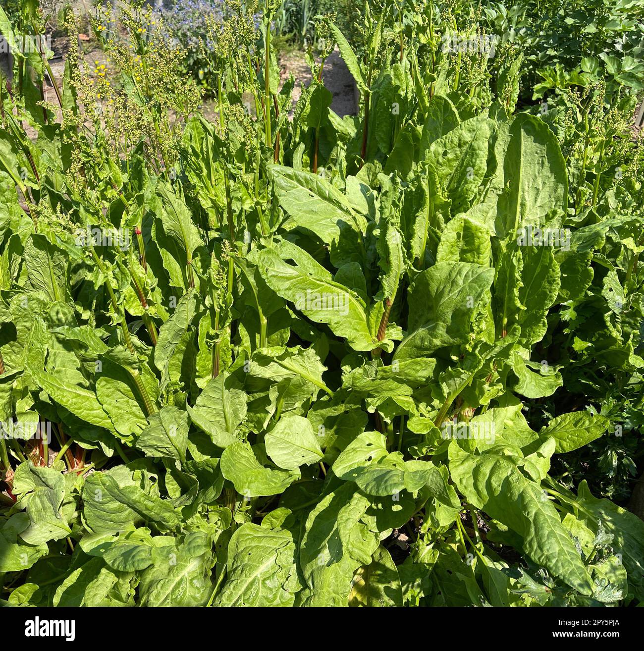 Rumex acetosa leaves hi-res stock photography and images - Alamy