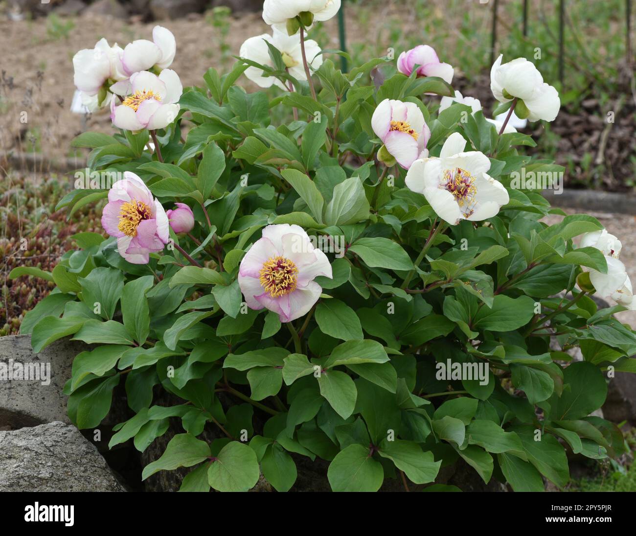 Paeonia red rose flowers hi-res stock photography and images - Alamy