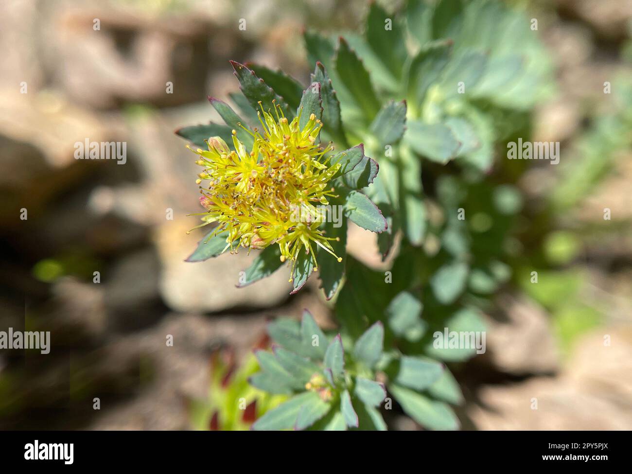 Rhodiola herb hi-res stock photography and images - Alamy