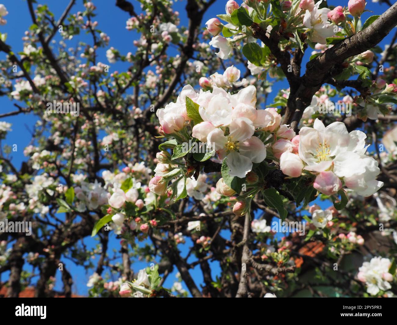 Beautiful blossoming apple tree on hi-res stock photography and images ...