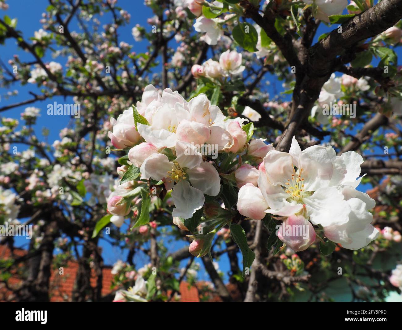 Blossoming flowers on the apple tree. Apple tree in bloom. White and ...