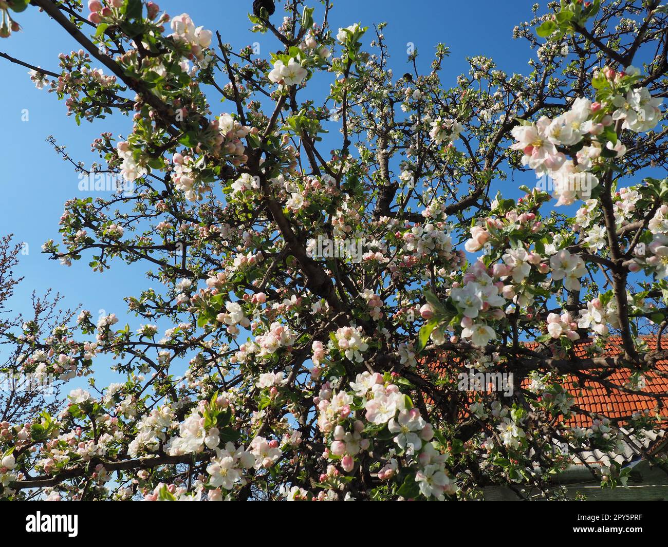 Blossoming flowers on the apple tree. Apple tree in bloom. White and ...
