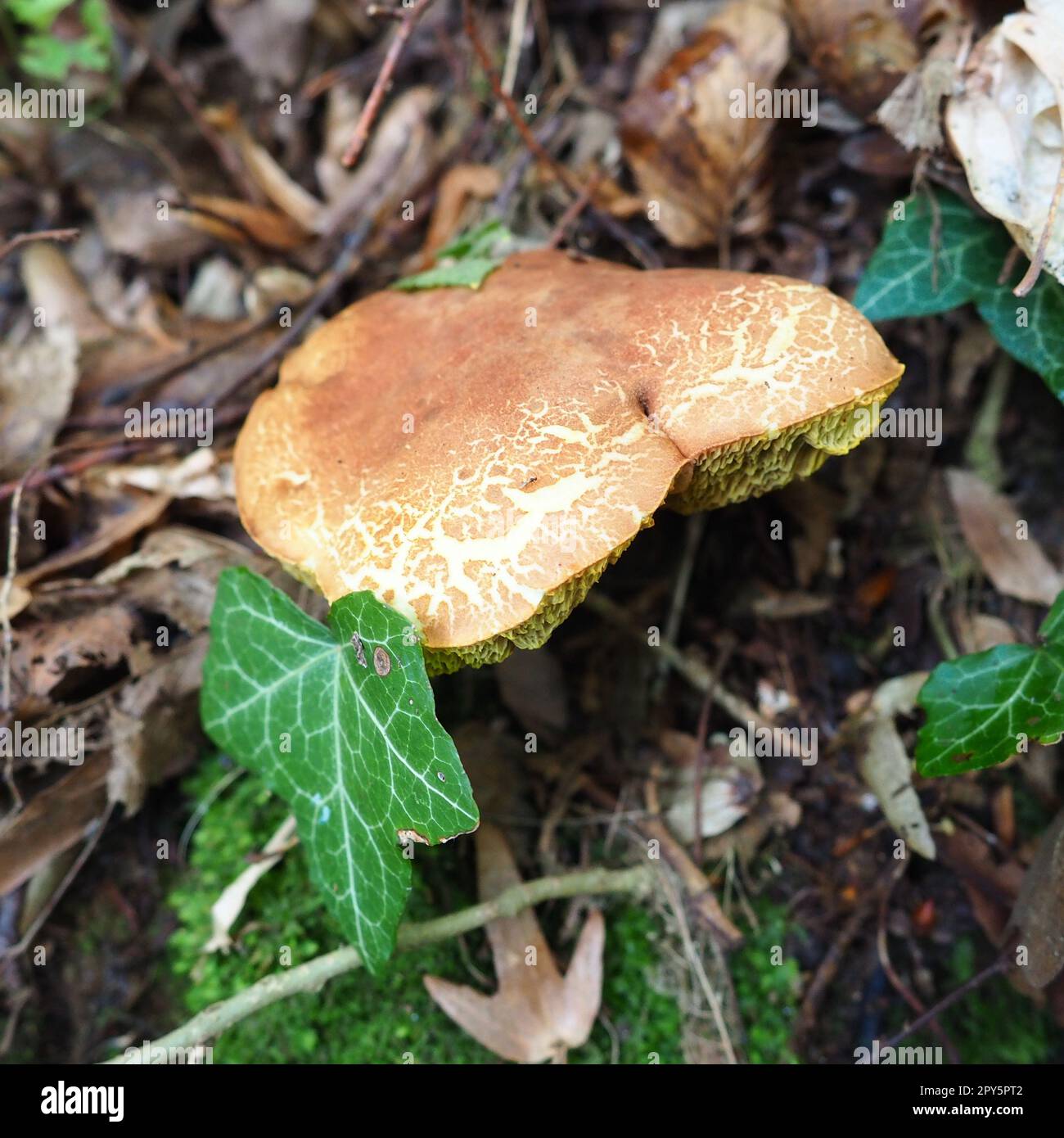 The Xerocomus flywheel is a genus of edible tubular fungi, the ...