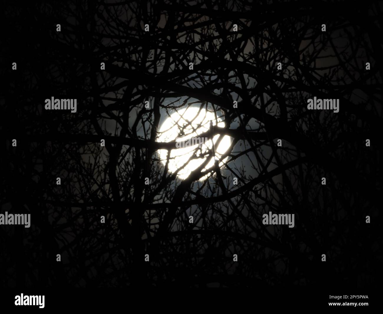 Full Moon Through Trees