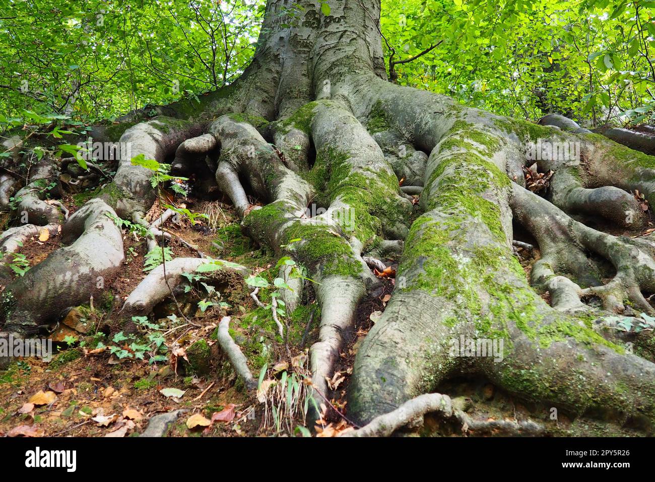 roots covered with green moss. Banja Koviljaca, Serbia, terraces park ...