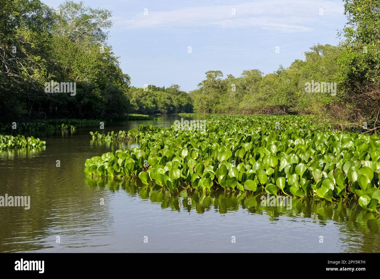 Typical river scenery with carpet of water hyacinths, trees and water ...
